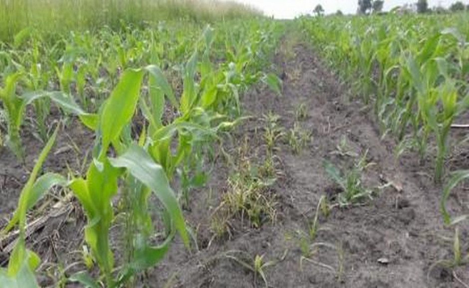 Galeria: Bardzo dużo chwastów w kukurydzy - zdjęcie 9