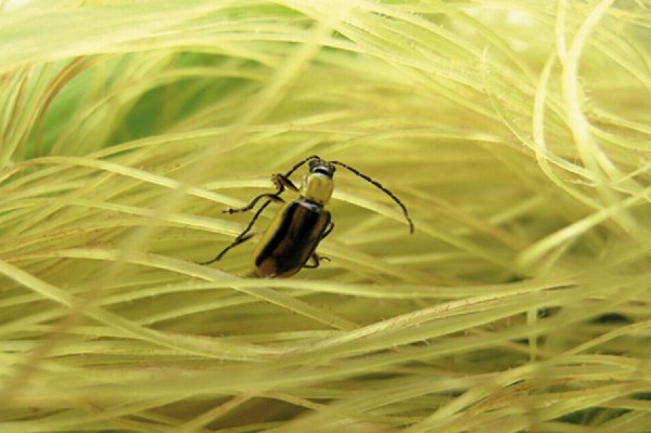 Stonka kukurydziana składa jaja