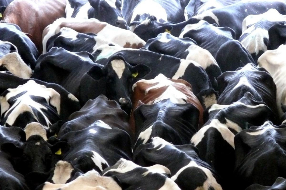 Wydajna czy wytrwała?