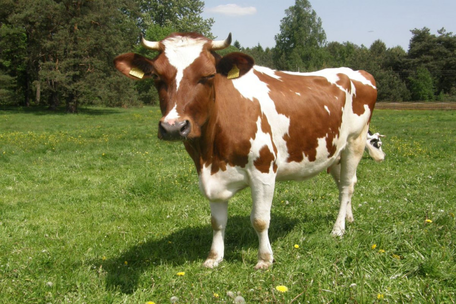 Inseminacja krów w upały