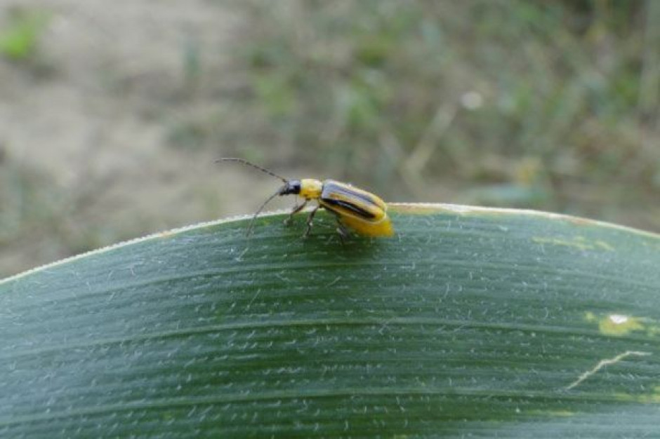Stonka kukurydziana po raz pierwszy potwierdzona na Warmii i Mazurach