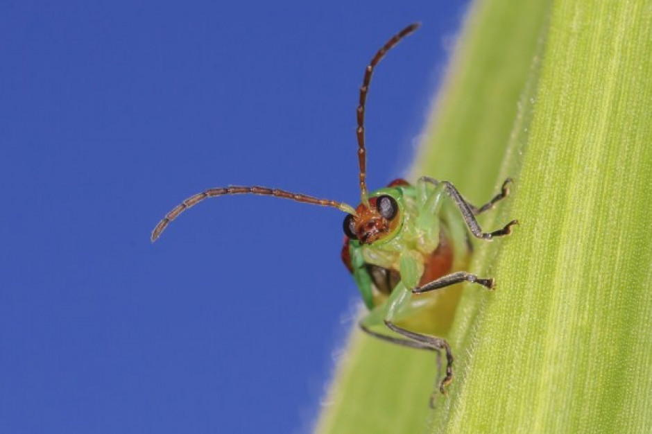 Monokultura a stonka kukurydziana