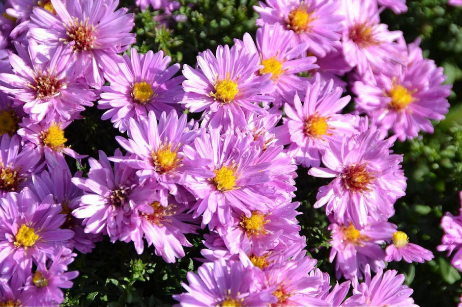 Astry jesienne - byliny schyłku lata