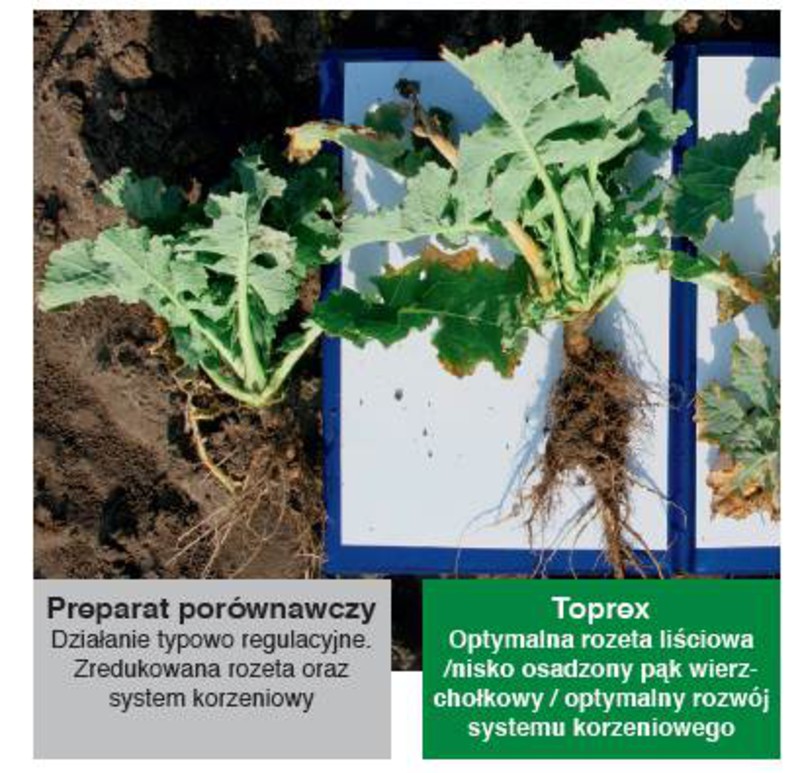 Regulacja rzepaku jesienią - jak stosować Toprex?