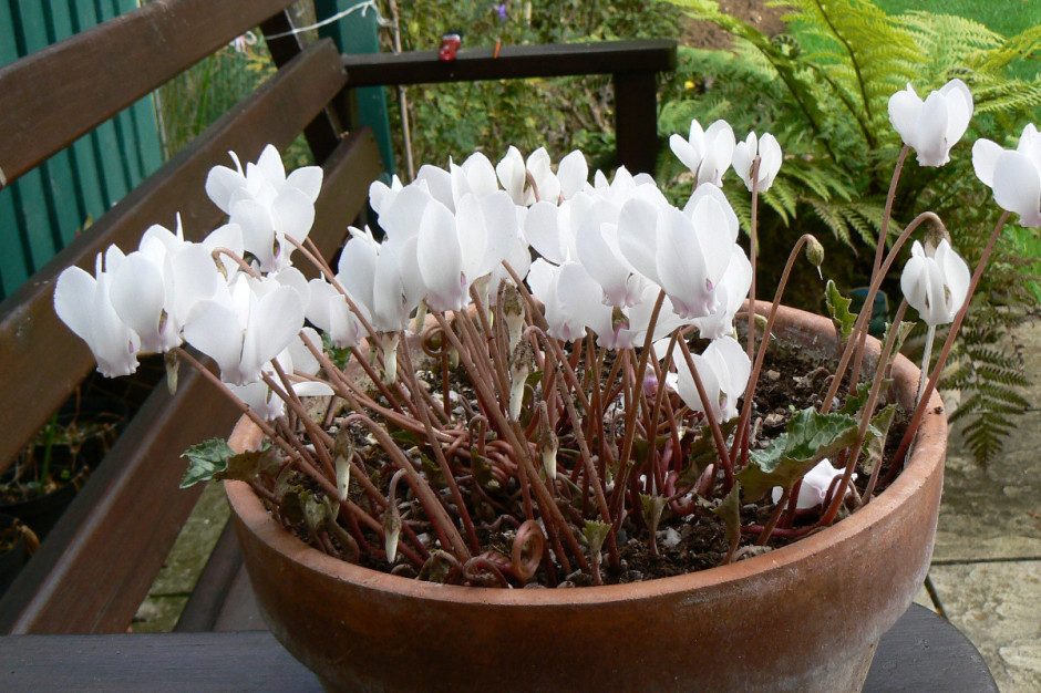 Cyklamen ogrodowy – ozdoba cienistego zakątka
