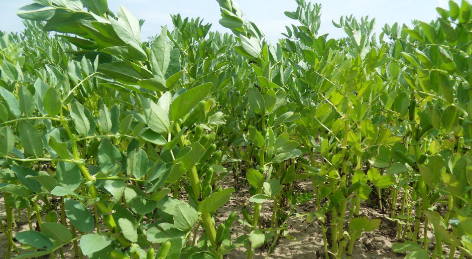 Bobik z potencjałem - Inne uprawy