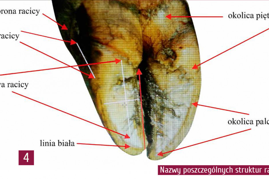 Właściwa korekcja racic - Bydło i mleko