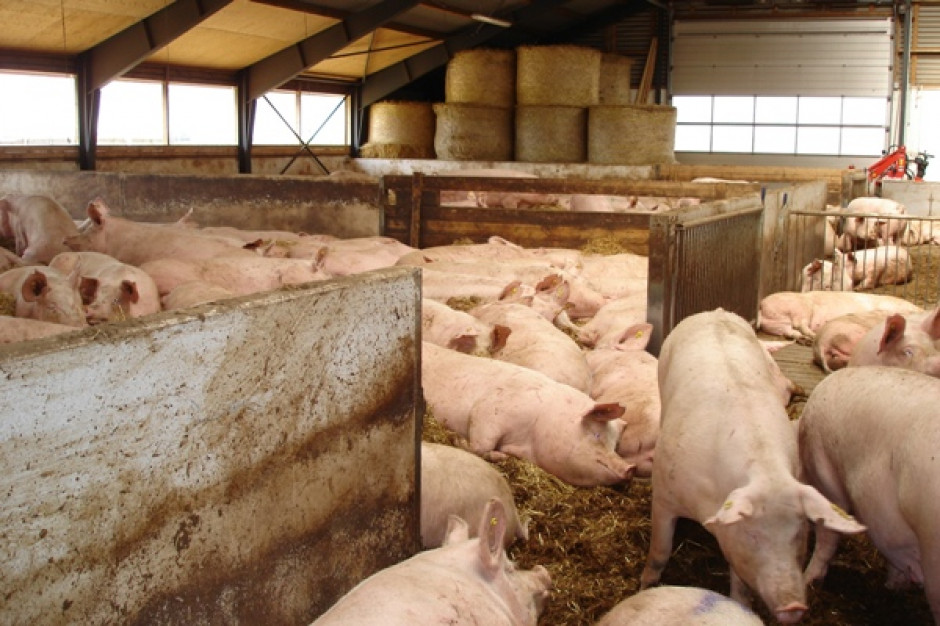 Kiszonka z kukurydzy dla macior - Trzoda chlewna