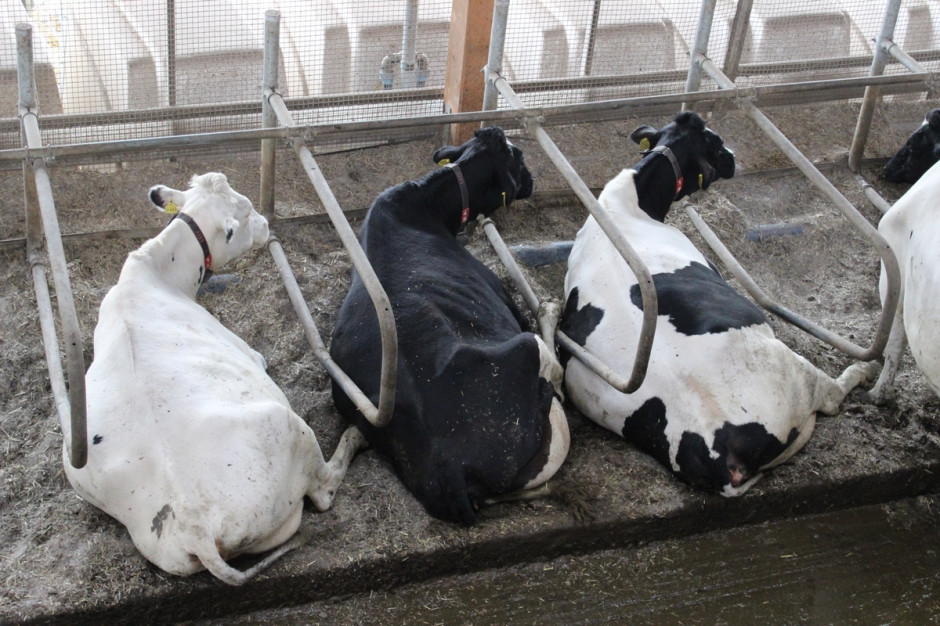 Jakie powinno być stanowisko dla krowy mlecznej?