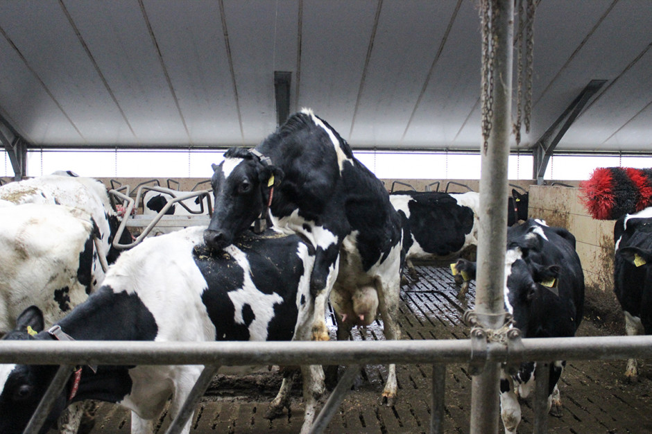 Jak działa układ rozrodczy krowy?