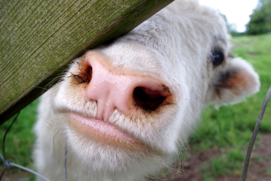 Rolnik odpowie za "krowi placek"