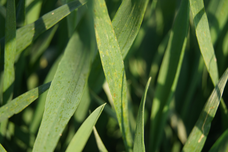 PIORiN – zadania na 2019 rok