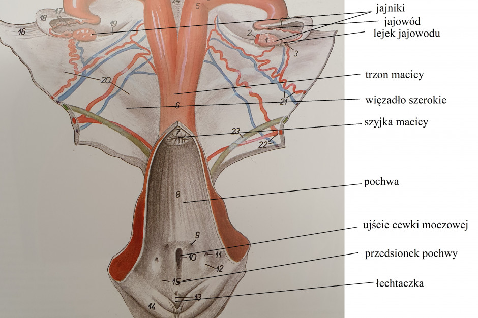 Anatomia układu rozrodczego bydła - krowa - Bydło i mleko