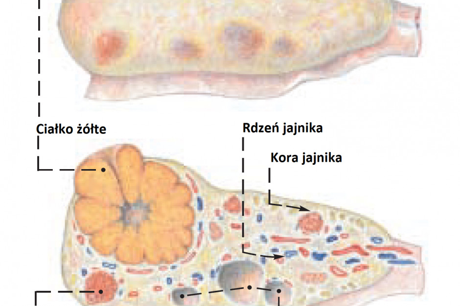 Anatomia układu rozrodczego bydła - krowa - Bydło i mleko