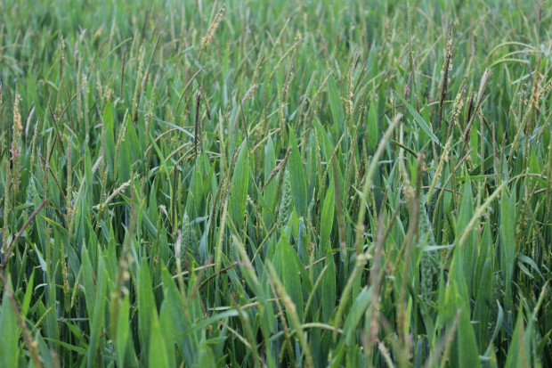 Anna Kobus - strona 44 - wszystkie artykuły autora napisane na Farmer.pl