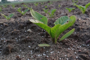 Anna Kobus - strona 42 - wszystkie artykuły autora napisane na Farmer.pl
