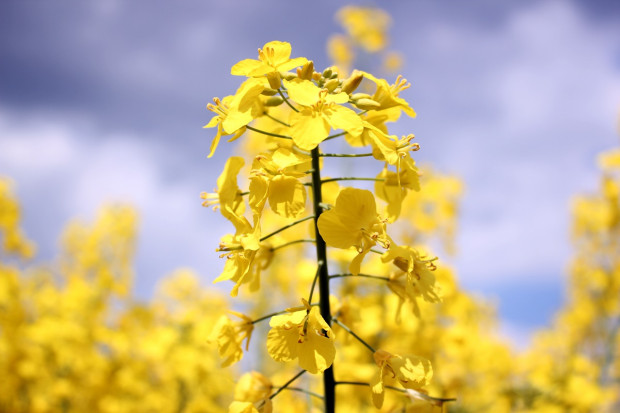 Anna Kobus - strona 42 - wszystkie artykuły autora napisane na Farmer.pl