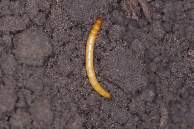 Anna Kobus - strona 37 - wszystkie artykuły autora napisane na Farmer.pl