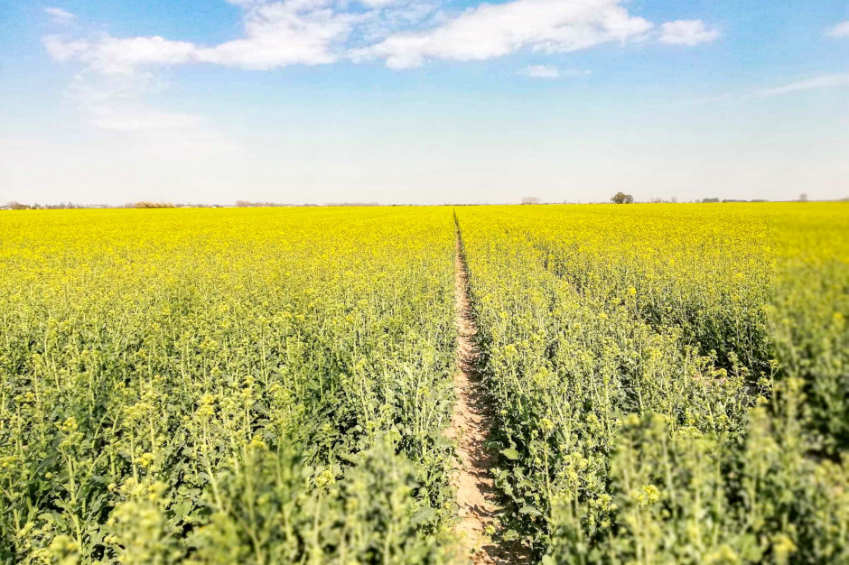 Spiesz się, bo rzepak szybko pąkuje