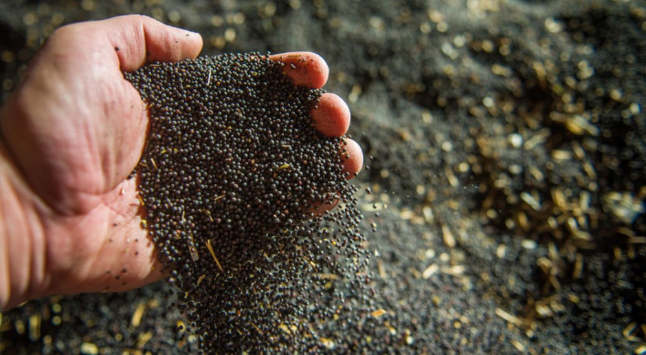 Po ile nasiona rzepaku?