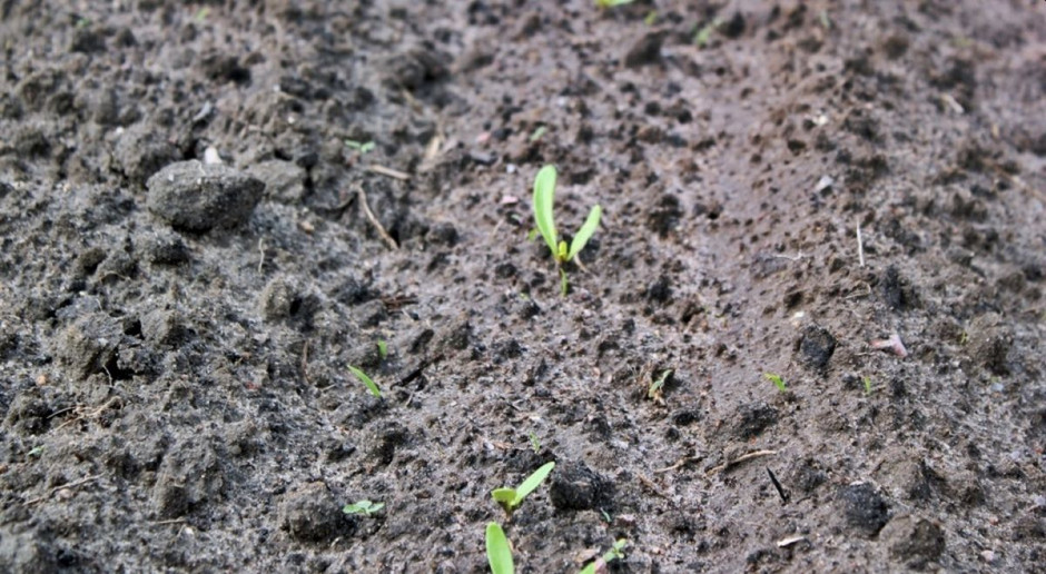 Areał uprawy buraka w tym roku szacowany na ok. 250 tys. ha - Okopowe