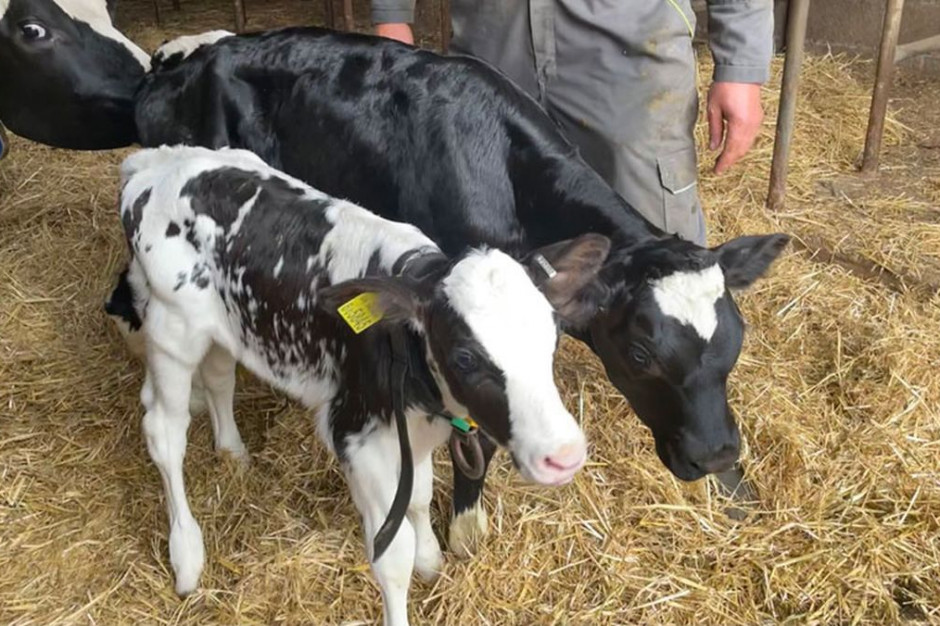 Krowa urodziła cielę ważące 105 kg!