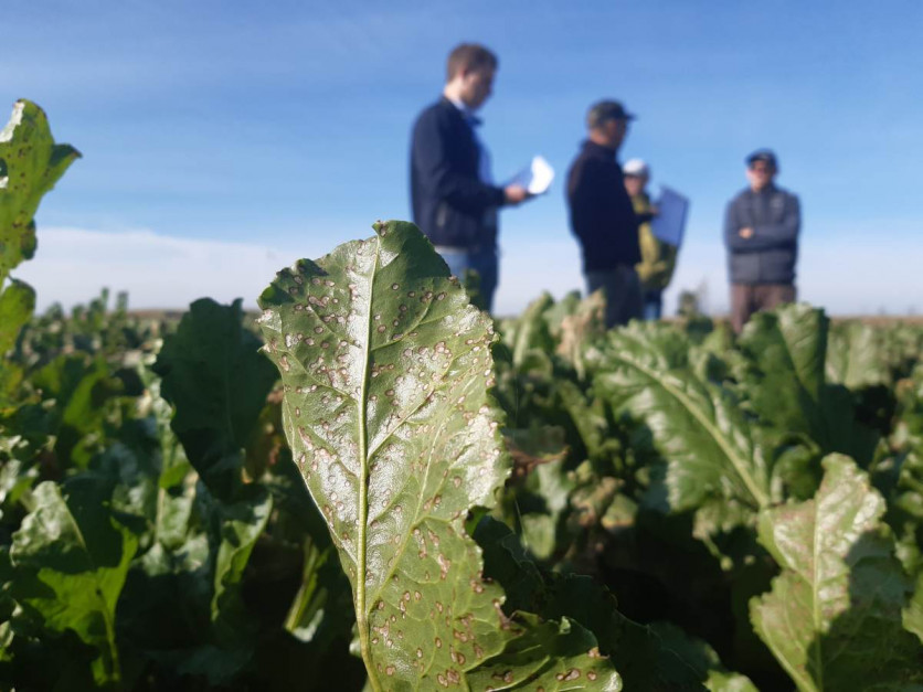 Adiuwanty, miedź i fungicydy – złożony program ochrony przed ...