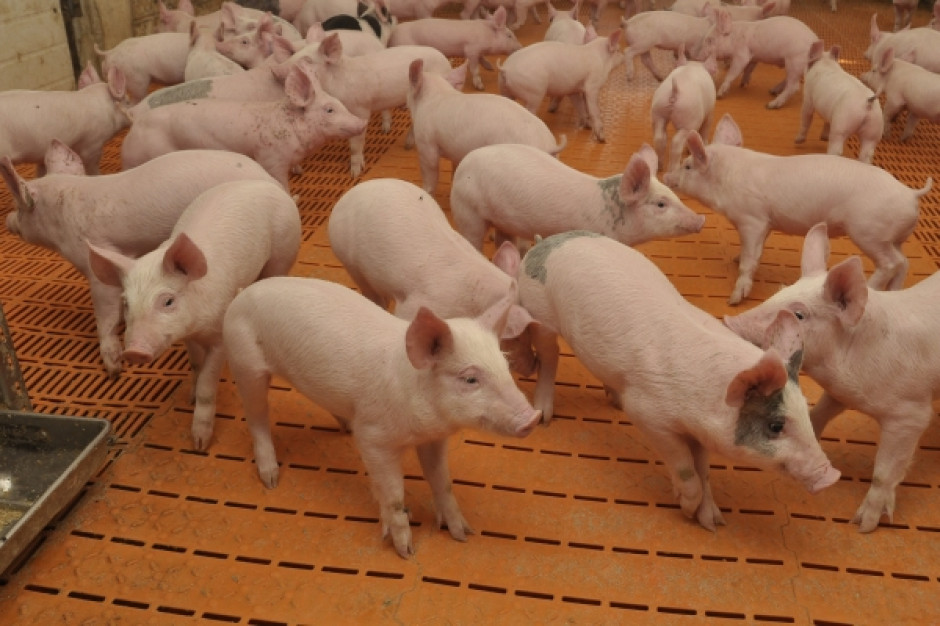 Warchlaki nieco zdrożały, sytuacja producentów pozostaje jednak fatalna