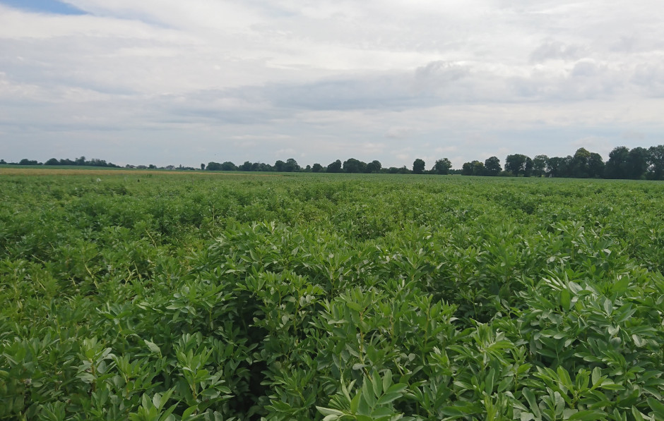 Jak przejść na rolnictwo ekologiczne?