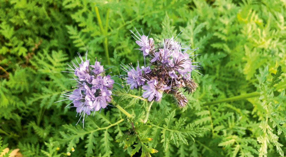 Facelia na nasiona: kiedy i jak siać?