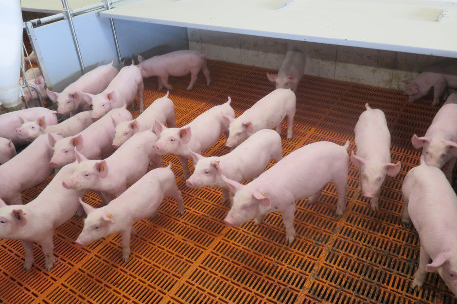 Ceny duńskich warchlaków bez zmian