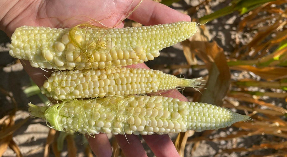 Susza w Europie najgorsza od 500 lat?