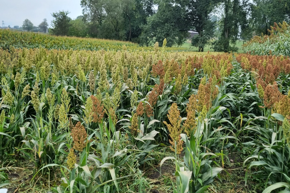 Rolnicy stawiają na tę uprawę. Areał wzrósł aż 60 razy w 5 lat