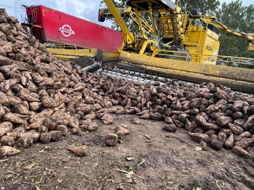 Pfeifer & Langen Polska zapłaci więcej za buraki w Wielkopolsce