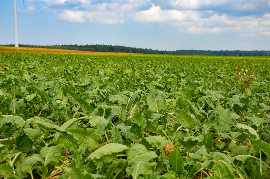 Wyższe ceny za buraka cukrowego