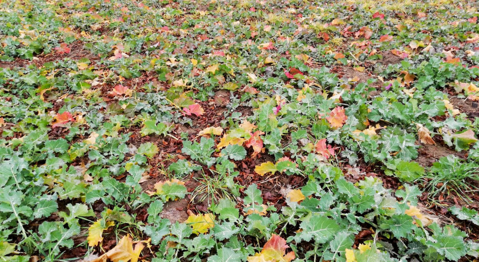 Azot w rzepaku potrzebny jesienią. Prawo już na to nie pozwala