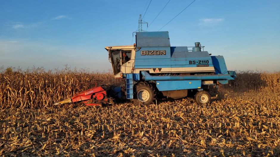 Niekonwencjonalny Bizon BS Z110 w zbiorze kukurydzy