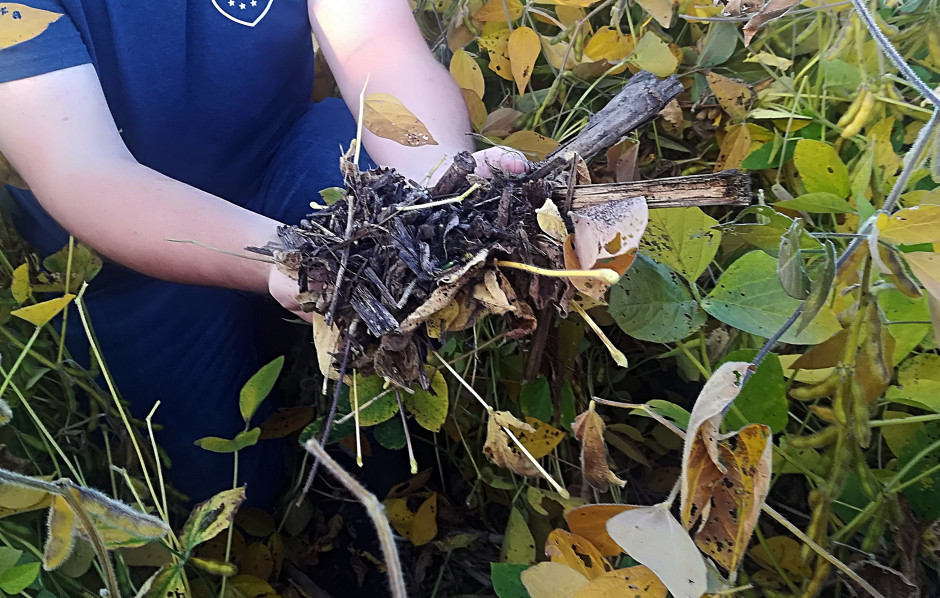 Rolnictwo węglowe, zrównoważone i regeneracyjne. Który z tych terminów ...