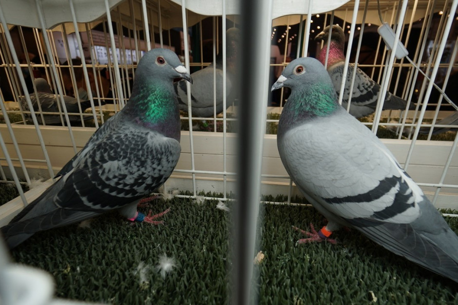 Tradycyjna hodowla i loty gołębi pocztowych na Krajowej Liście ...