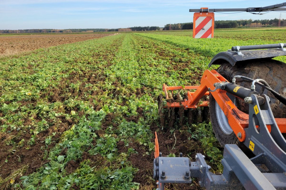 Brona talerzowa Mandam GAL-K przy niszczeniu wysokiego poplonu