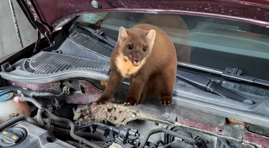 Skuteczny odstraszacz na kuny w cenie poniżej 5 zł? Każdy ma to w domu