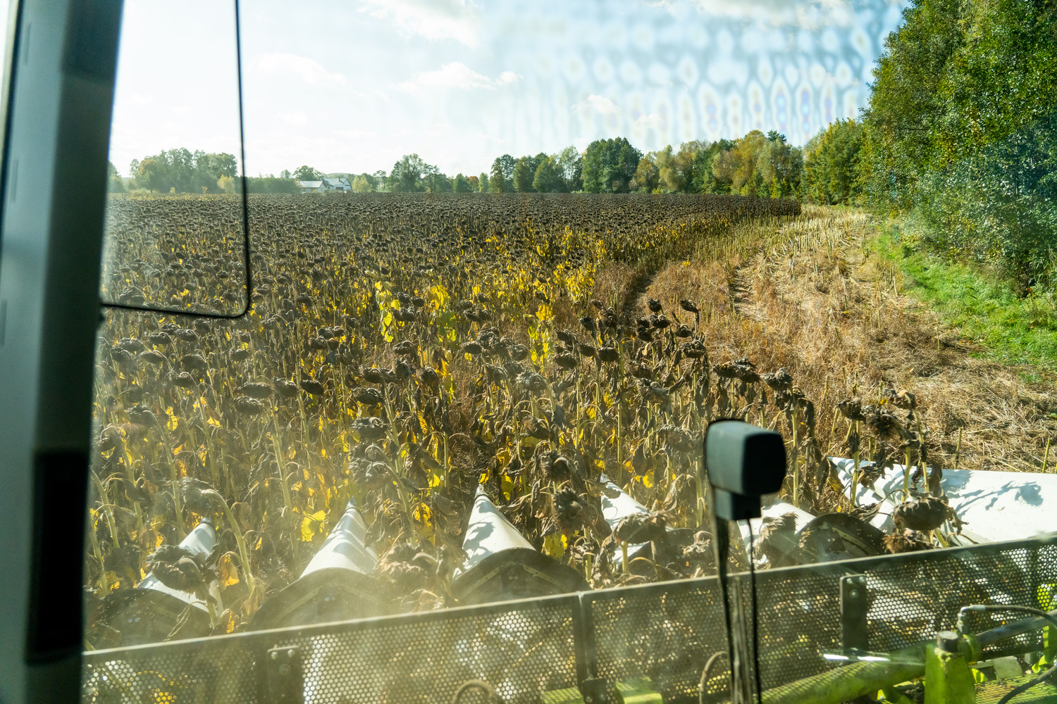 Zbiór słonecznika przystawką do kukurydzy?