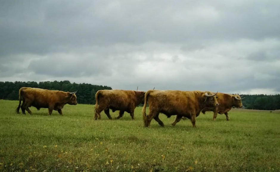 Byki uciekły z gospodarstw i stwarzały zagrożenie