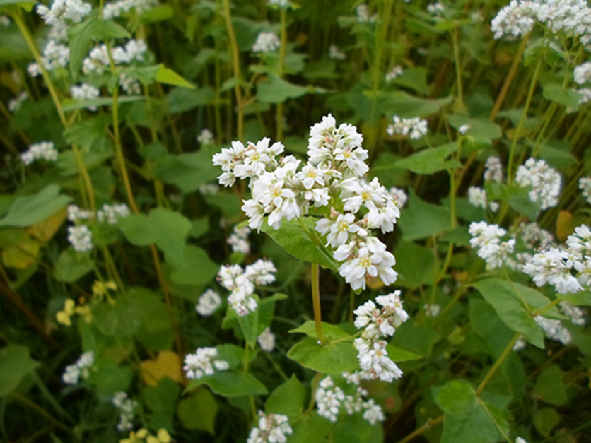 Gryka – uprawa na słabsze gleby