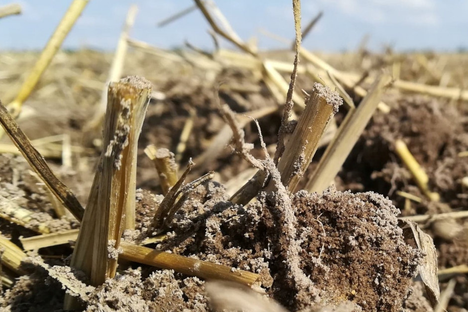 Ok. 200 zł/ha za przyoranie słomy w ramach ekoschematu