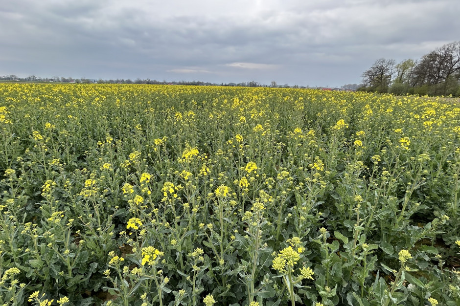 Rzepak na południu Polski - jaka jest kondycja roślin?
