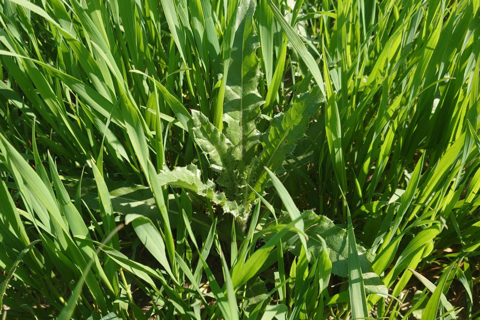 Ostrożeń polny groźny również w zbożach