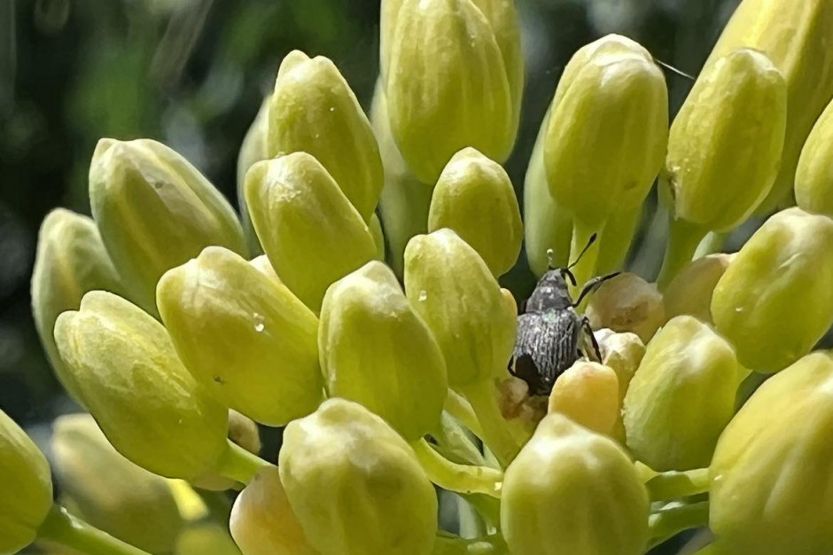 Coraz więcej szkodników łuszczynowych w rzepaku