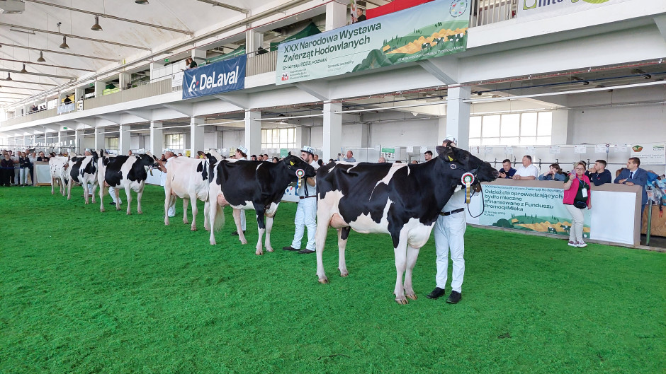 Najpiękniejsze z najpiękniejszych polskich krów i jałowic