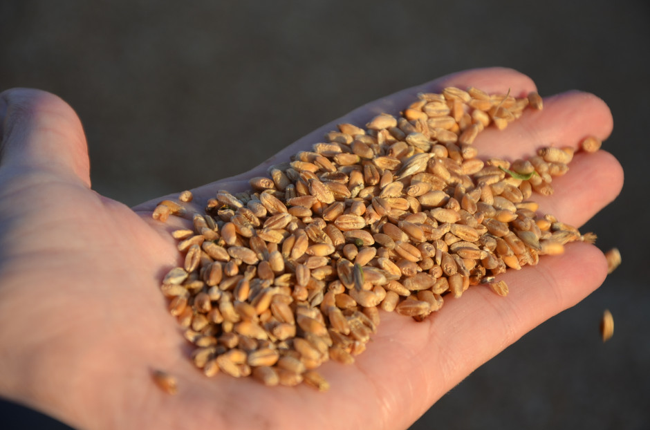 Afera zbożowa. Analityk wyjaśnia, podał konkretne przykłady